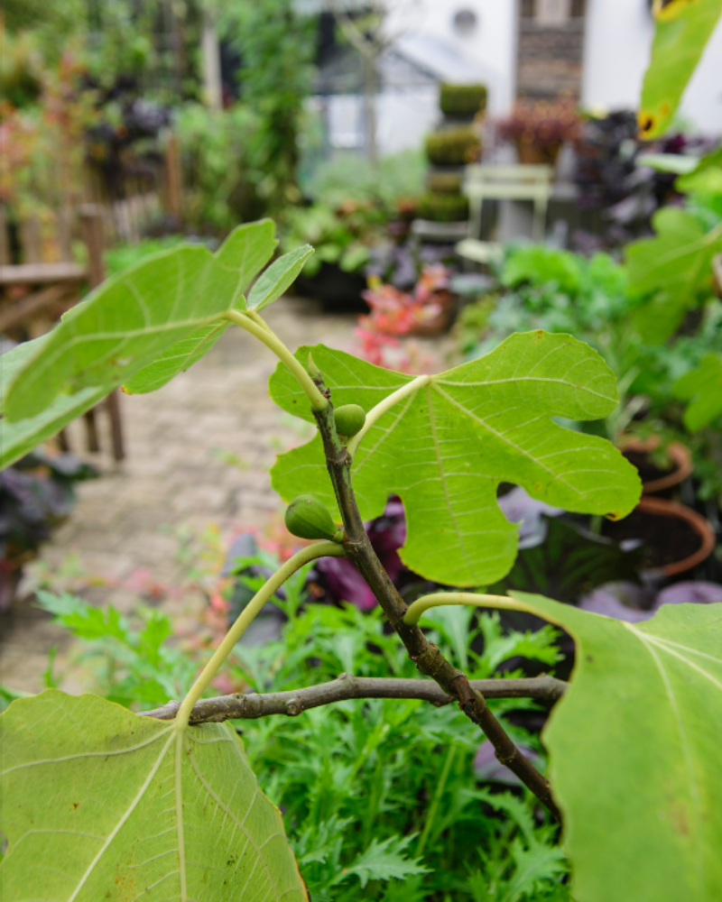 Dyrkning af figner | Claus Dalby