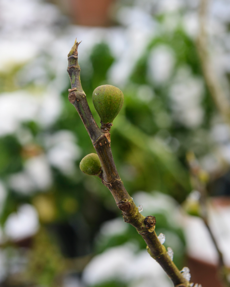 Dyrkning af figner | Claus Dalby