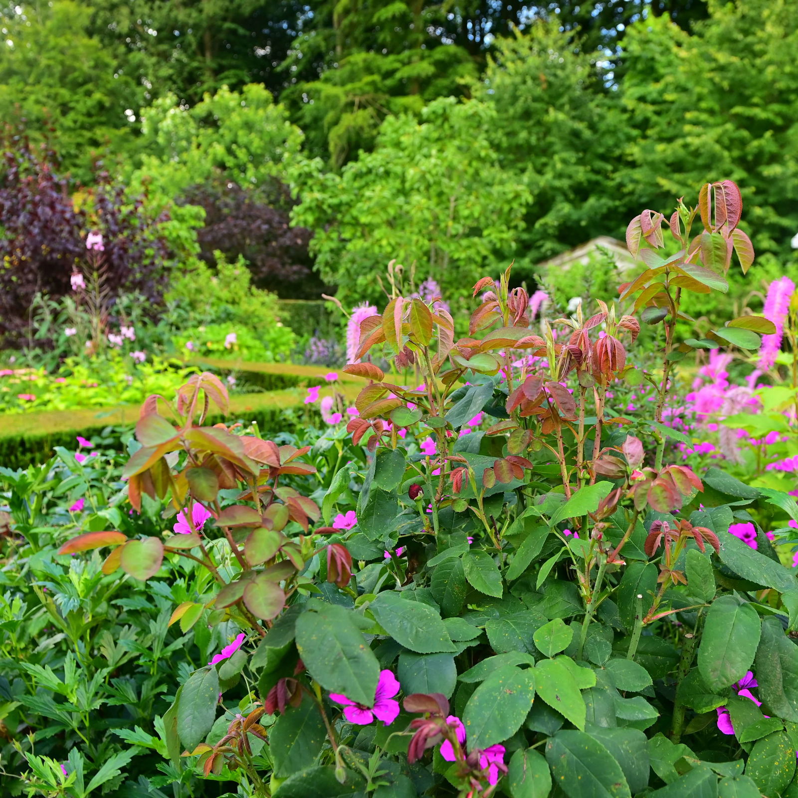 Havens gøremål: Juli | Claus Dalby