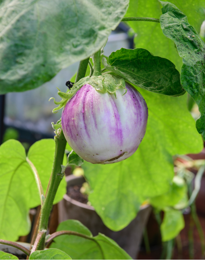 Auberginer i drivhus | Claus Dalby